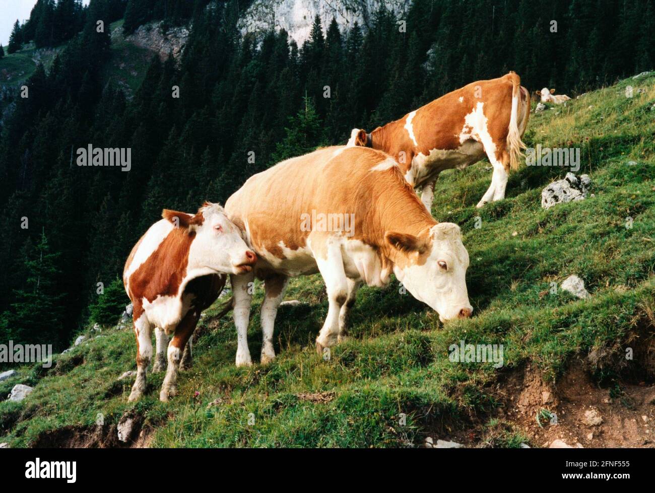 Alpine farming in the Bavarian Alps. [automated translation] Stock ...