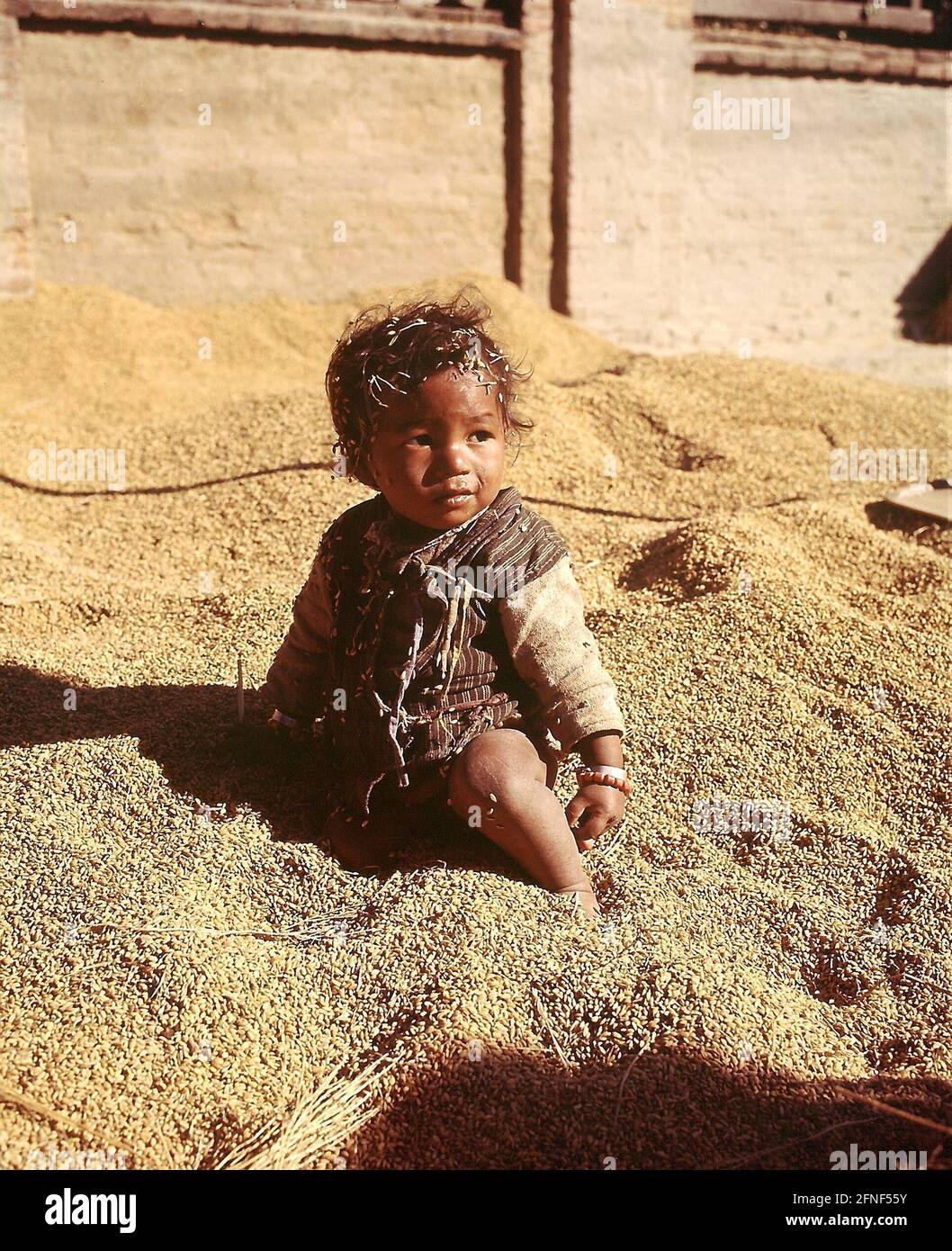 A toddler sits in a pile of rice spread out to dry during harvest time ...