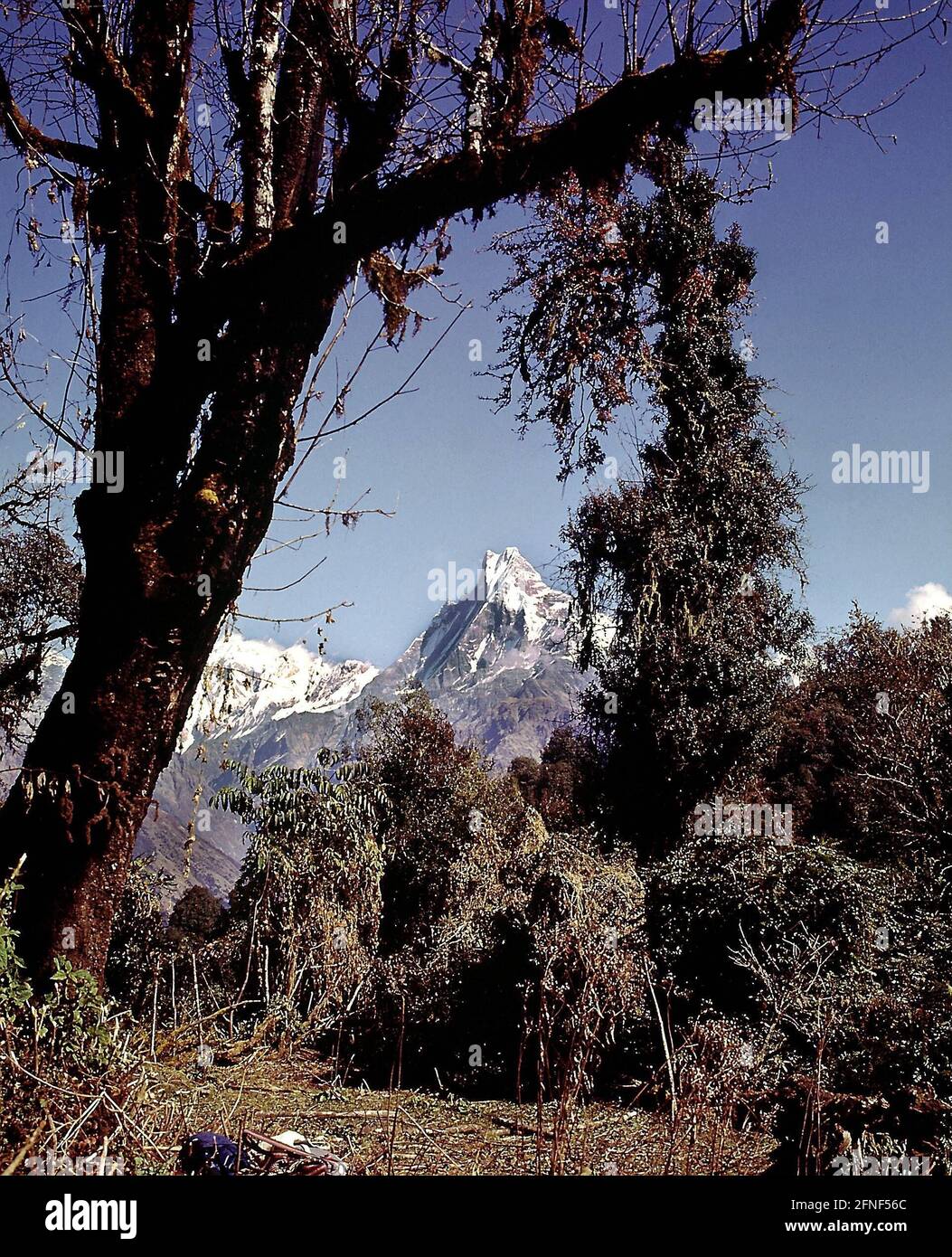 Climbing the holy mountain Machapuchare (6998 m high) in the Annapurna ...