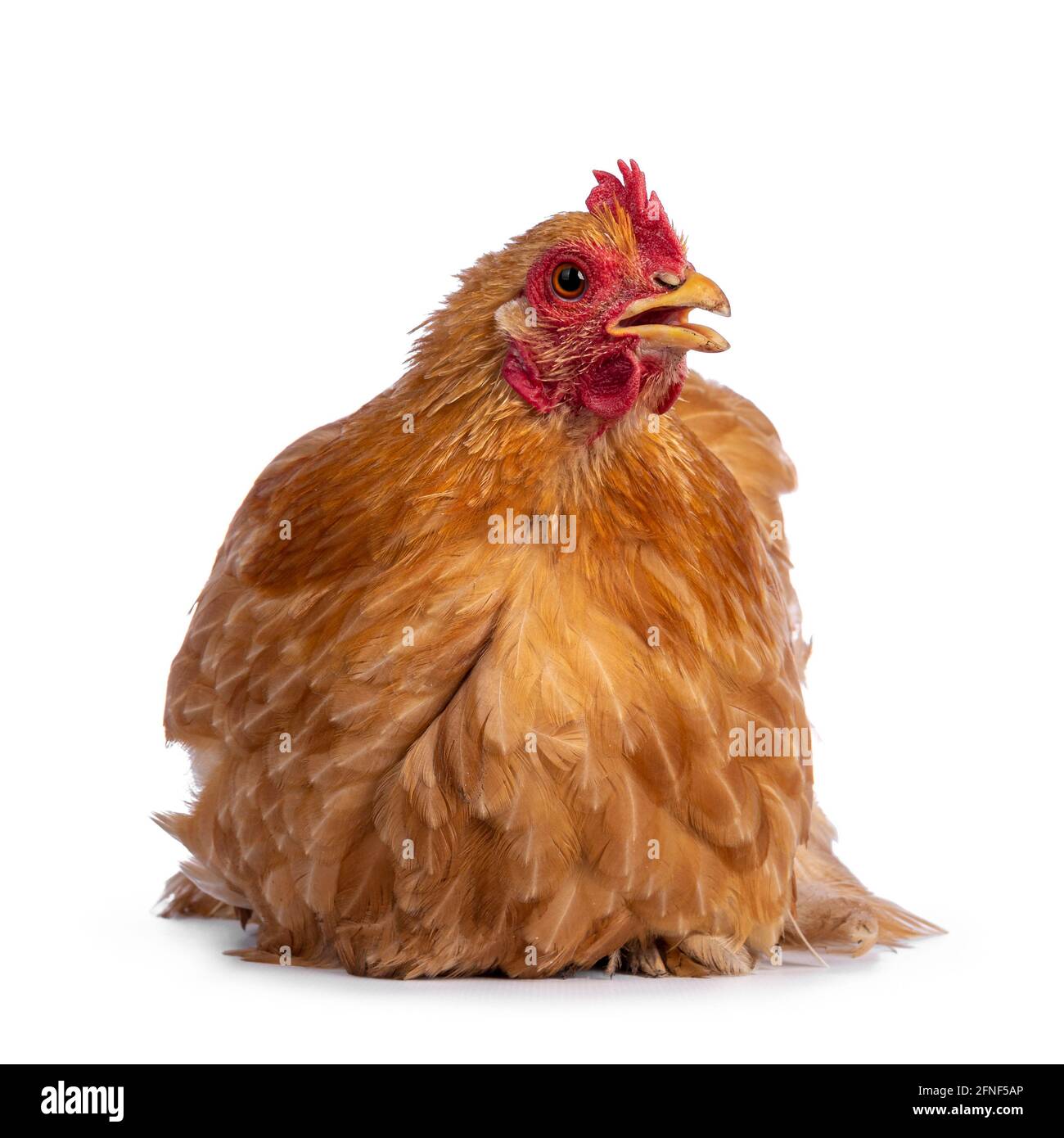 Buff Cochine chicken sitting facing front. Beak open a bit. Isolated on ...