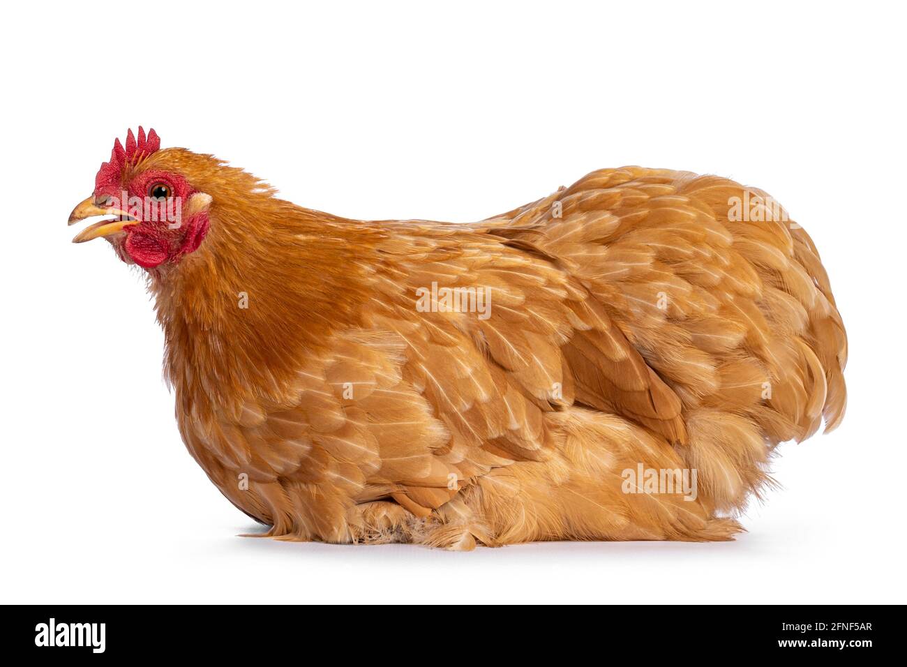 Young Buff Cochine chicken sitting side ways. Looking side ways. Beak ...