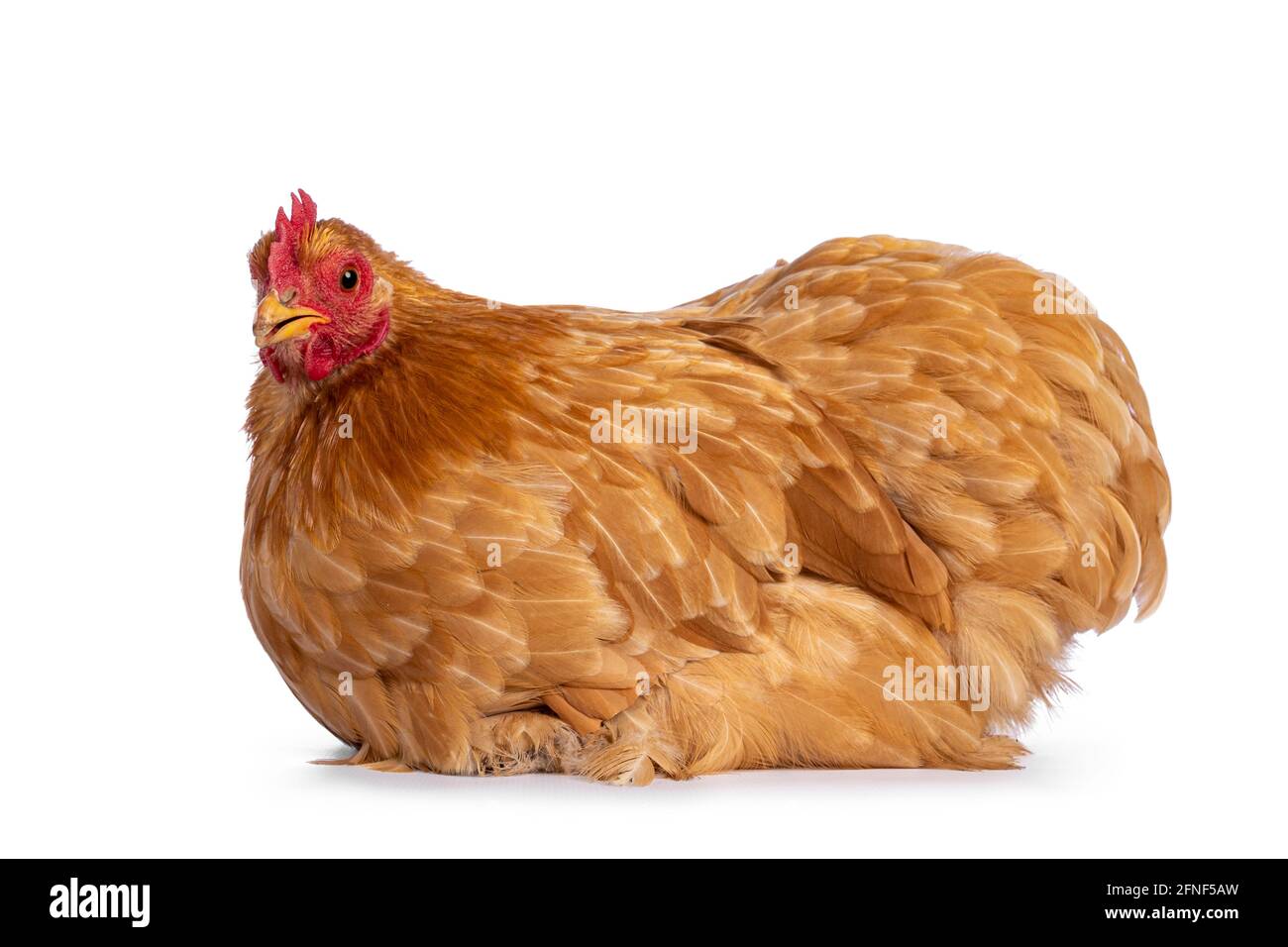 Young Buff Cochine chicken sitting side ways. Looking to camera ...