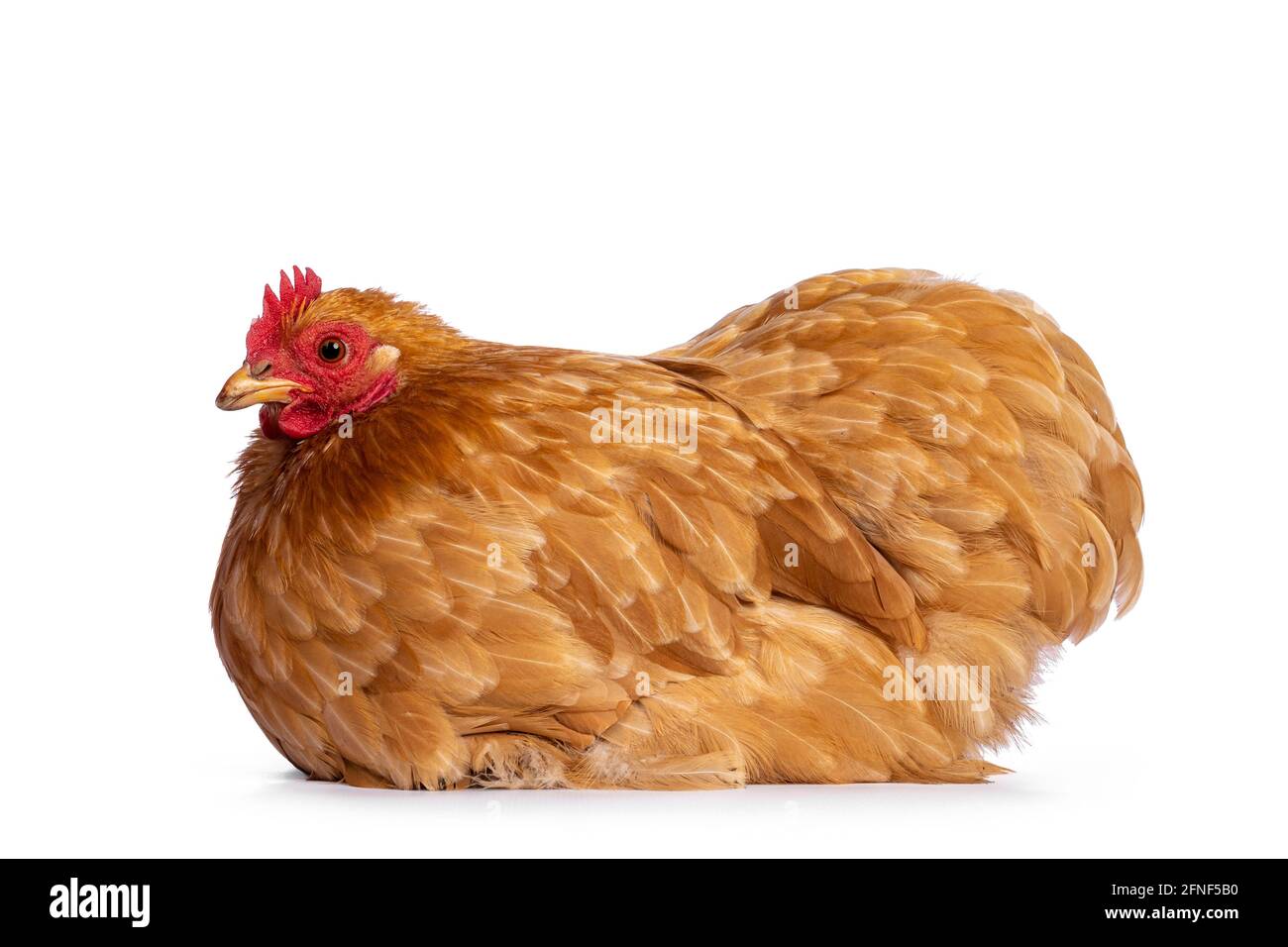 Young Buff Cochine chicken sitting side ways. Looking side ways ...