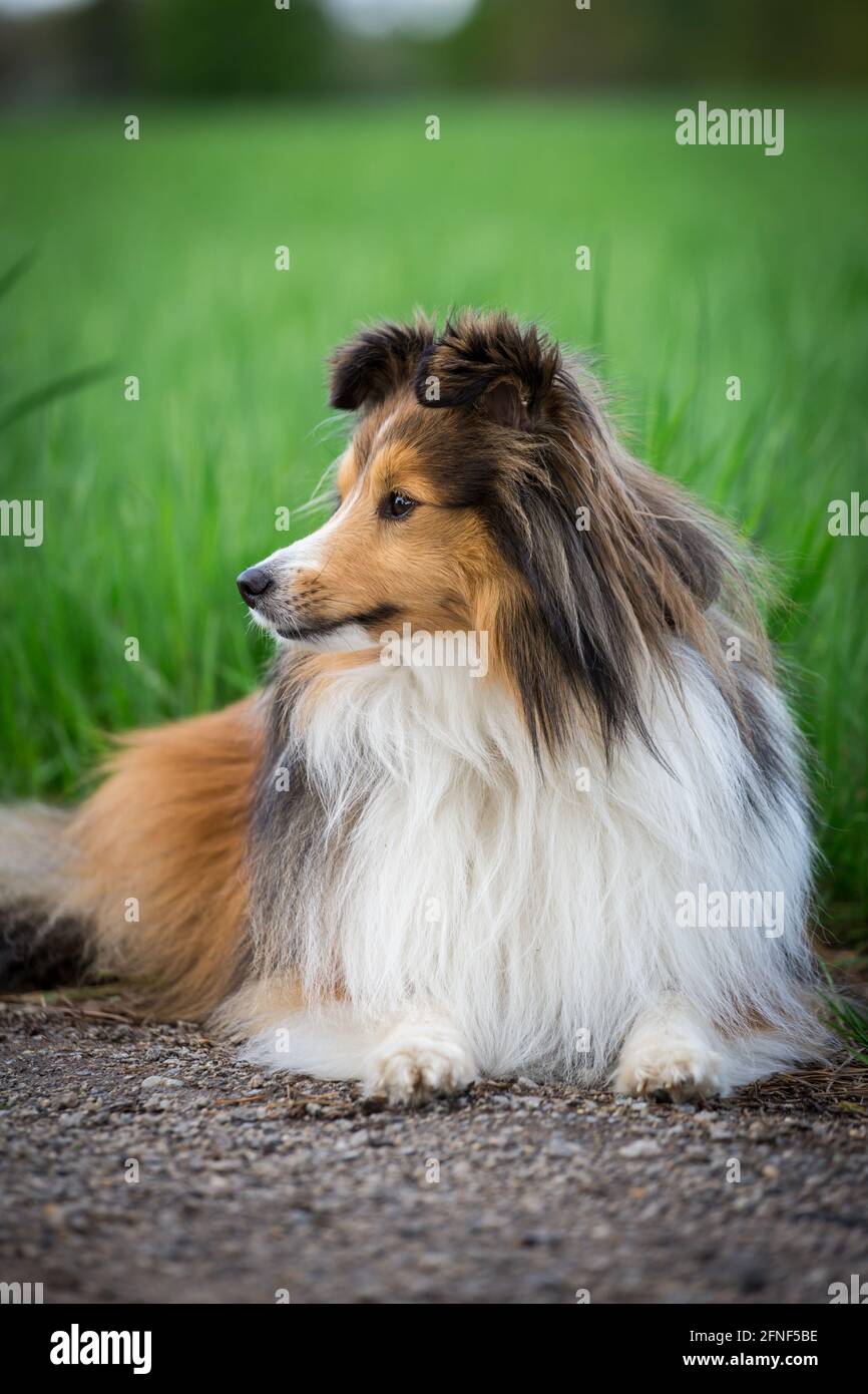 Purebreed shetland hi-res stock photography and images - Alamy