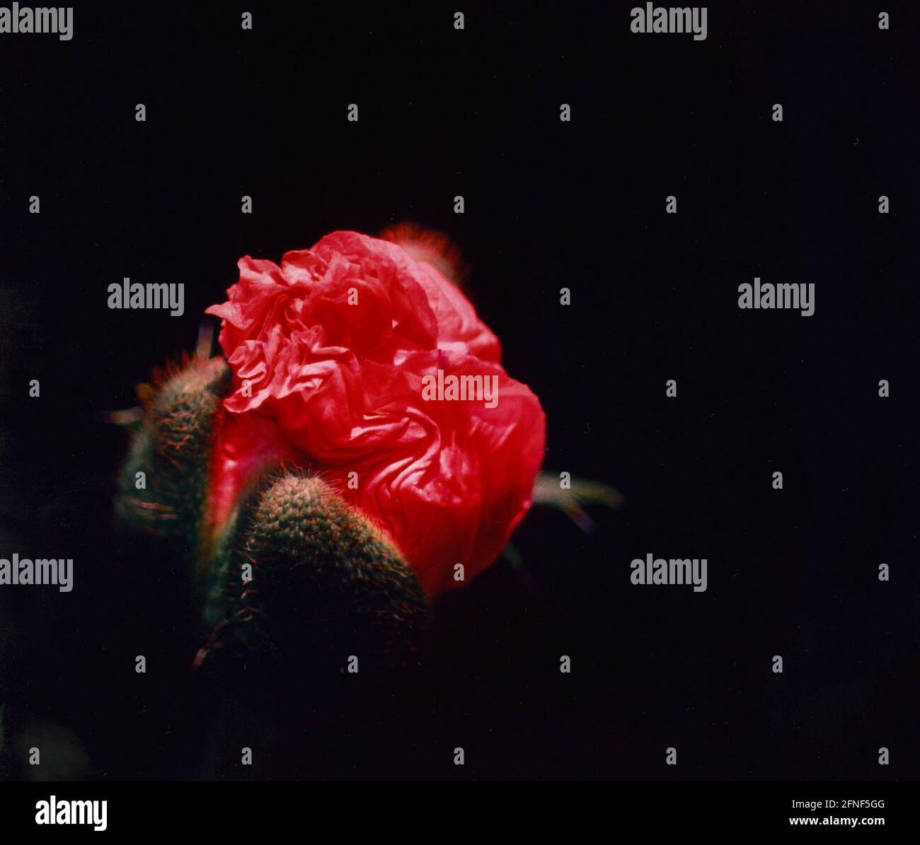 Poppy: Still life of a bursting capsule of the Turkish giant poppy ...