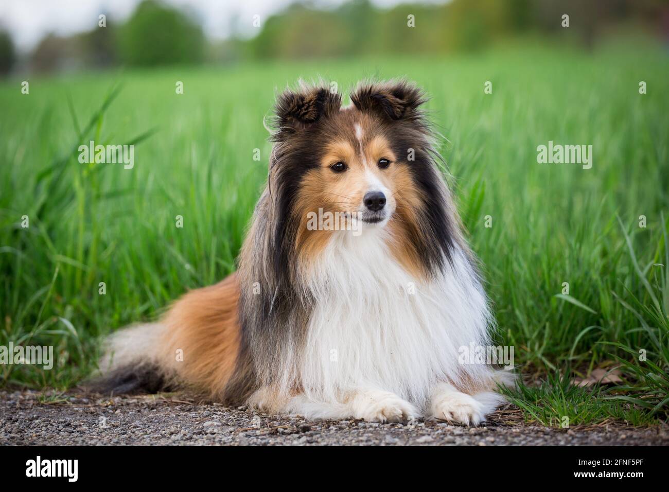 Shetland sheepdog lying hi-res stock photography and images - Alamy