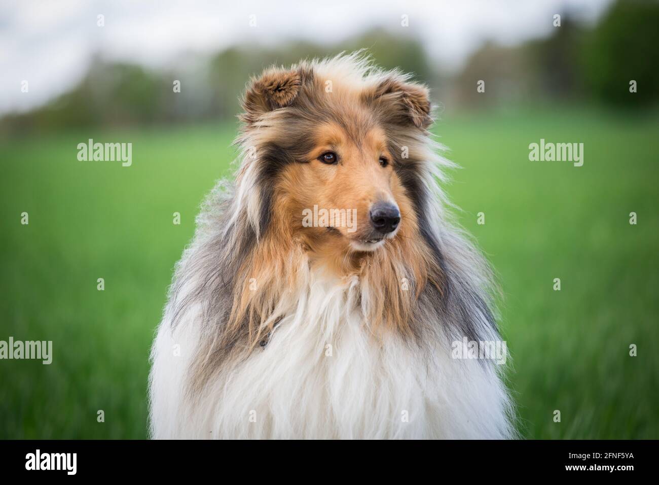 Long haired collie hi-res stock photography and images - Alamy