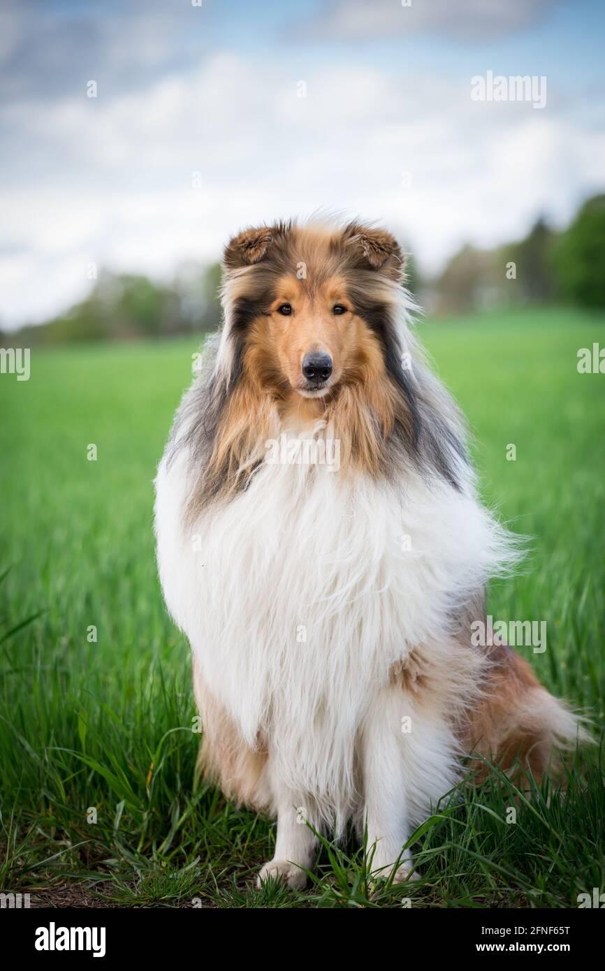 Rough haired dog hi-res stock photography and images - Alamy