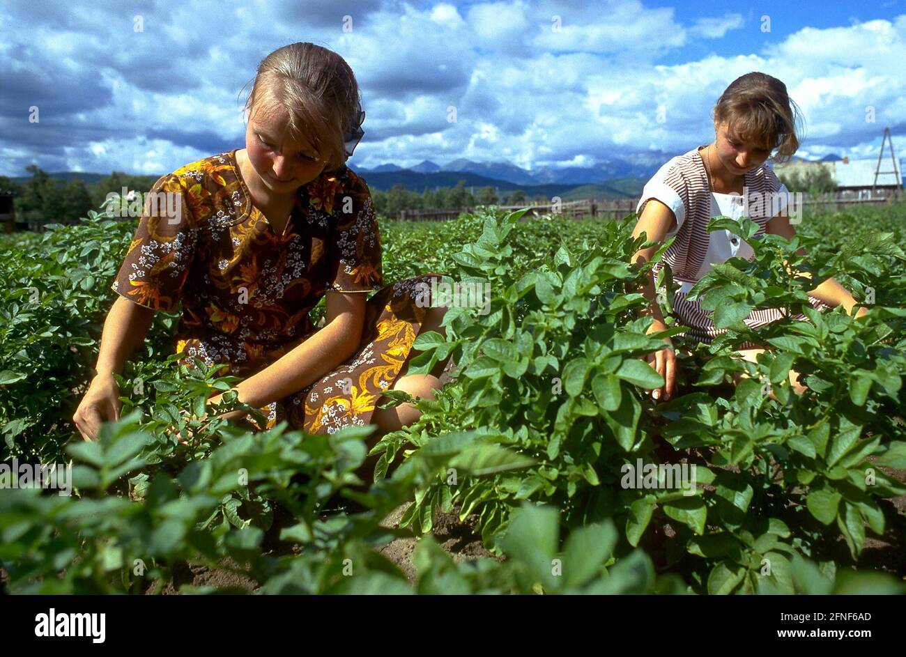 Two women harvesting potatoes at Baikal in Siberia. [automated ...
