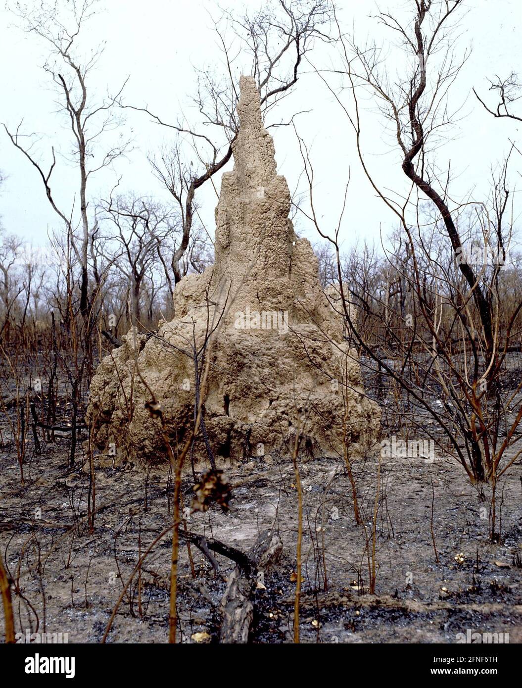 Termite mound in the bush of southern Senegal after a bushfire, which ...