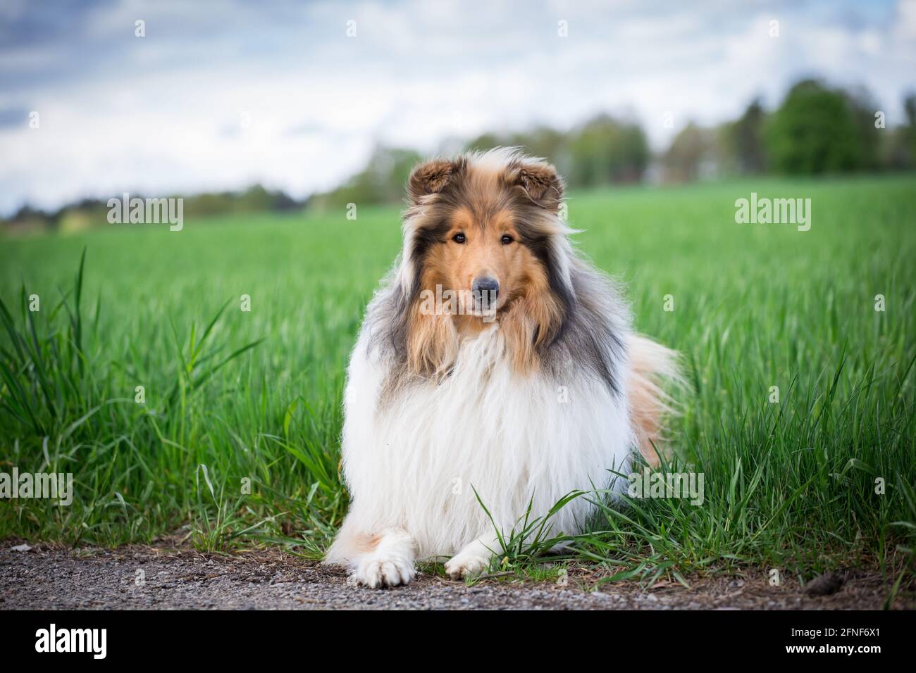 Rough haired collie hi-res stock photography and images - Alamy