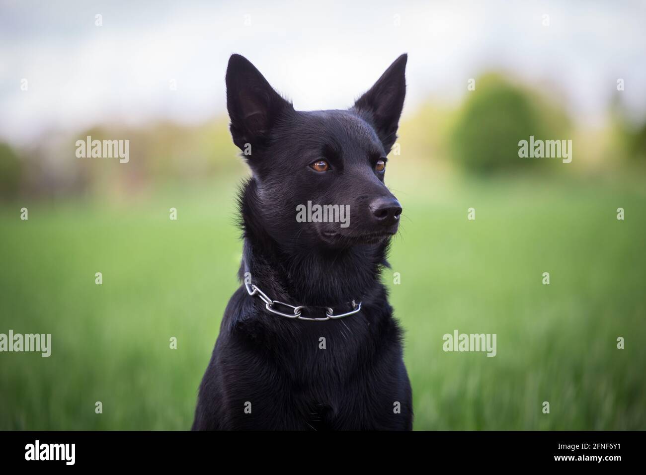 Black kelpie hi-res stock photography and images - Alamy