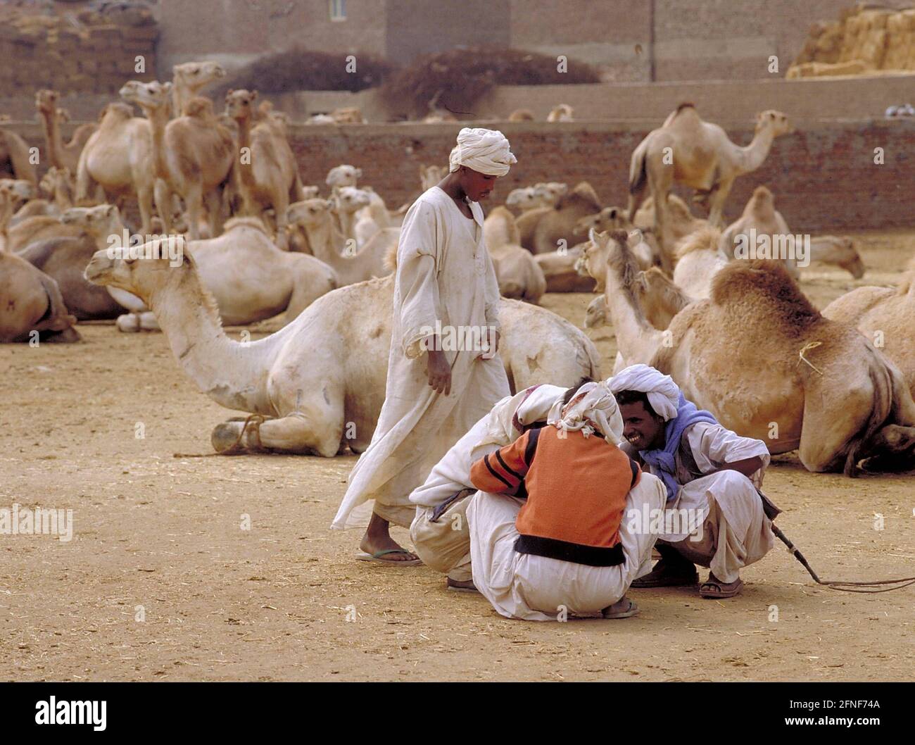 Camels and traders at the camel market in Cairo. [automated translation ...