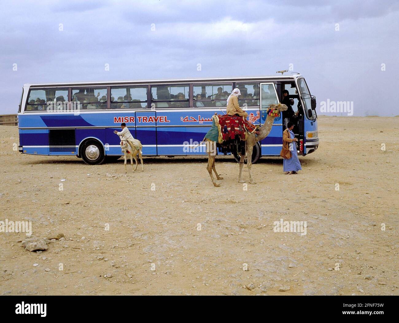 Camel next to a tourist bus near the Cheops pyramids. [automated ...