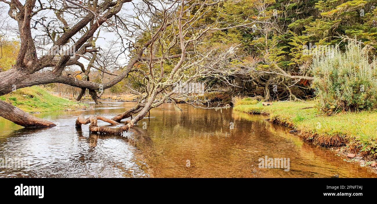 Fallen trees by the river hi-res stock photography and images - Alamy