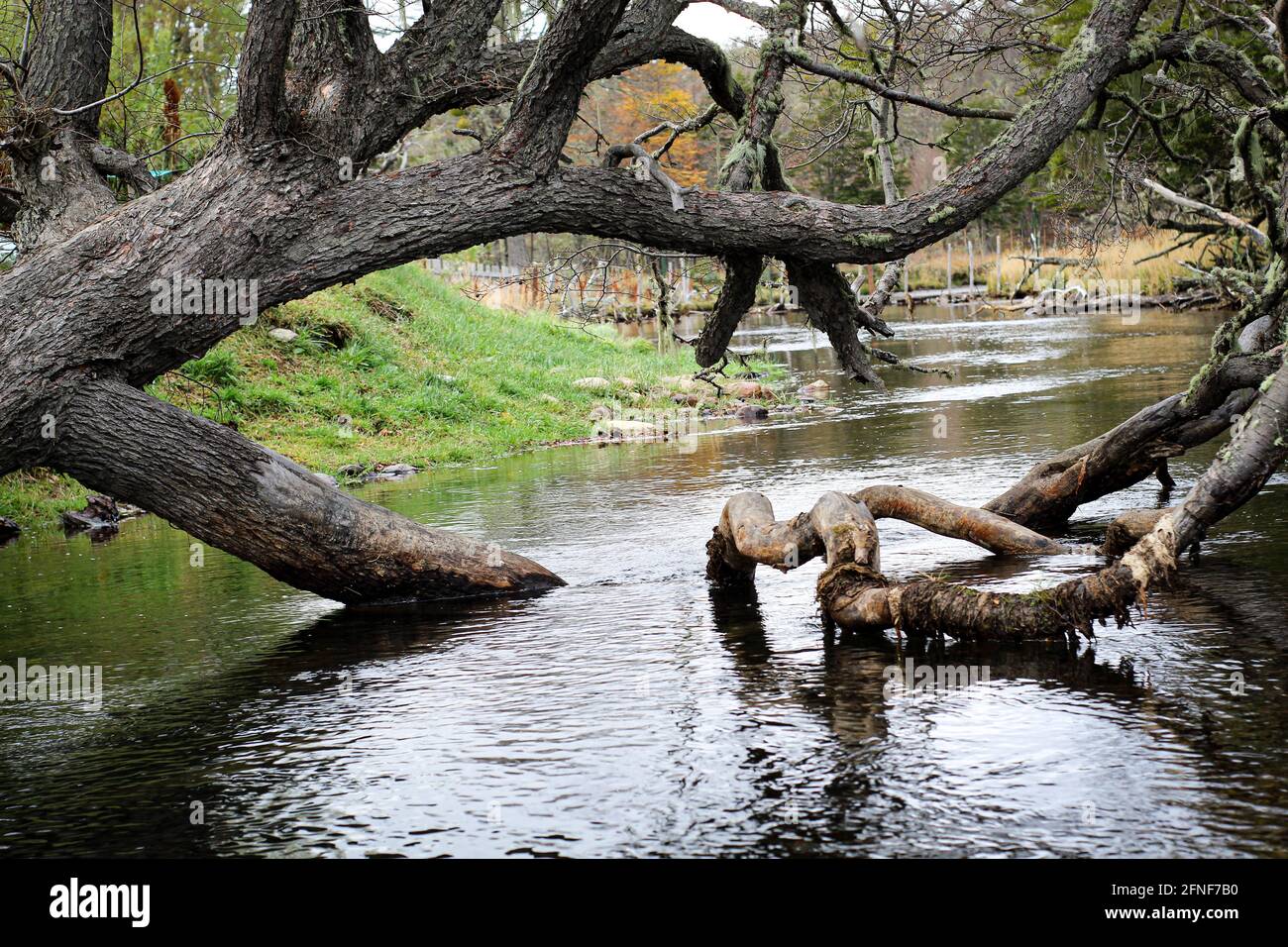 Fallen trees on a river surrounded by greenery Stock Photo - Alamy