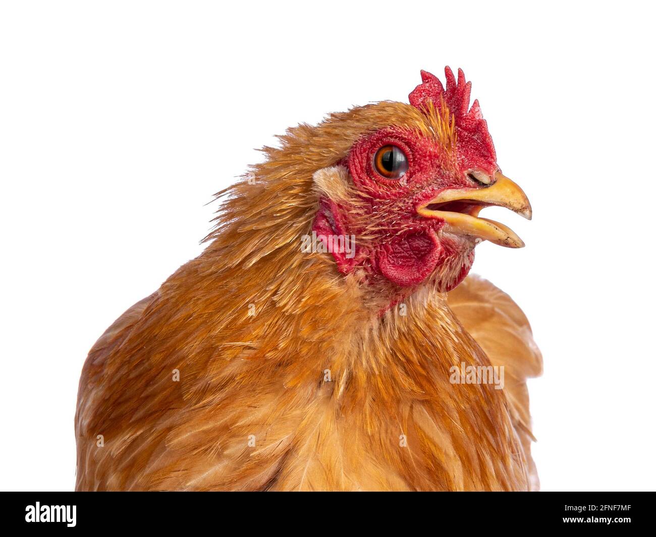 Head shot of blinking Buff Cochine chicken sitting facing front. Beak ...