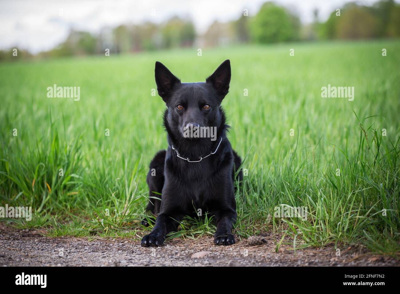 Black kelpie hi-res stock photography and images - Alamy
