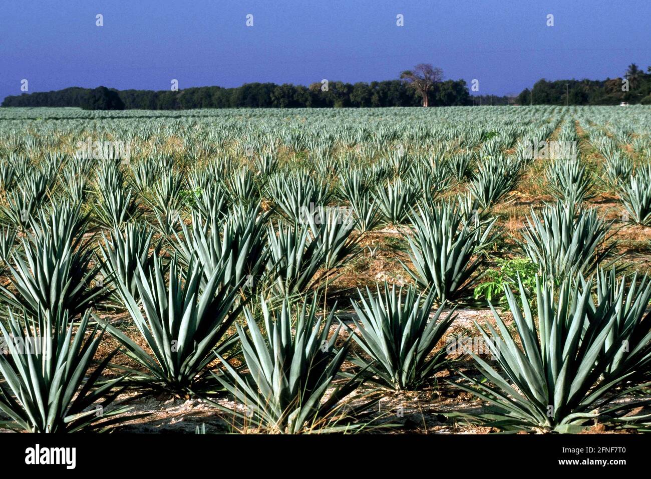 Sisal cultivation hi-res stock photography and images - Alamy