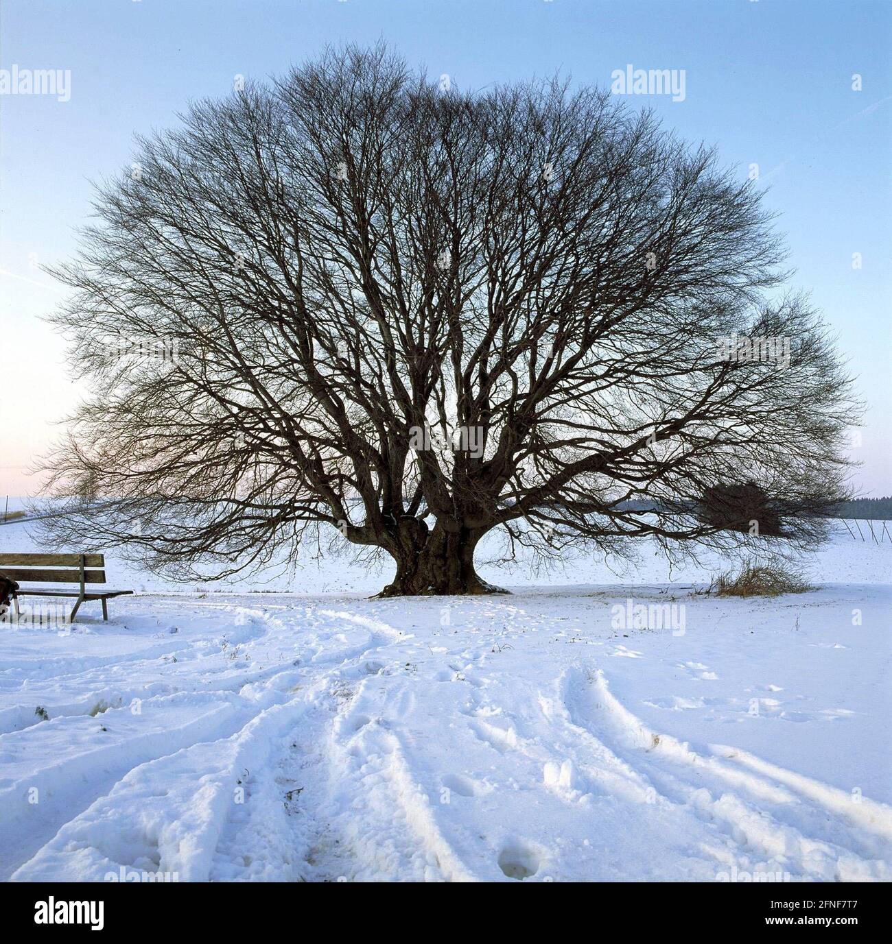 Tree of the year 1991: The beech. The picture shows the Bavaria beech ...