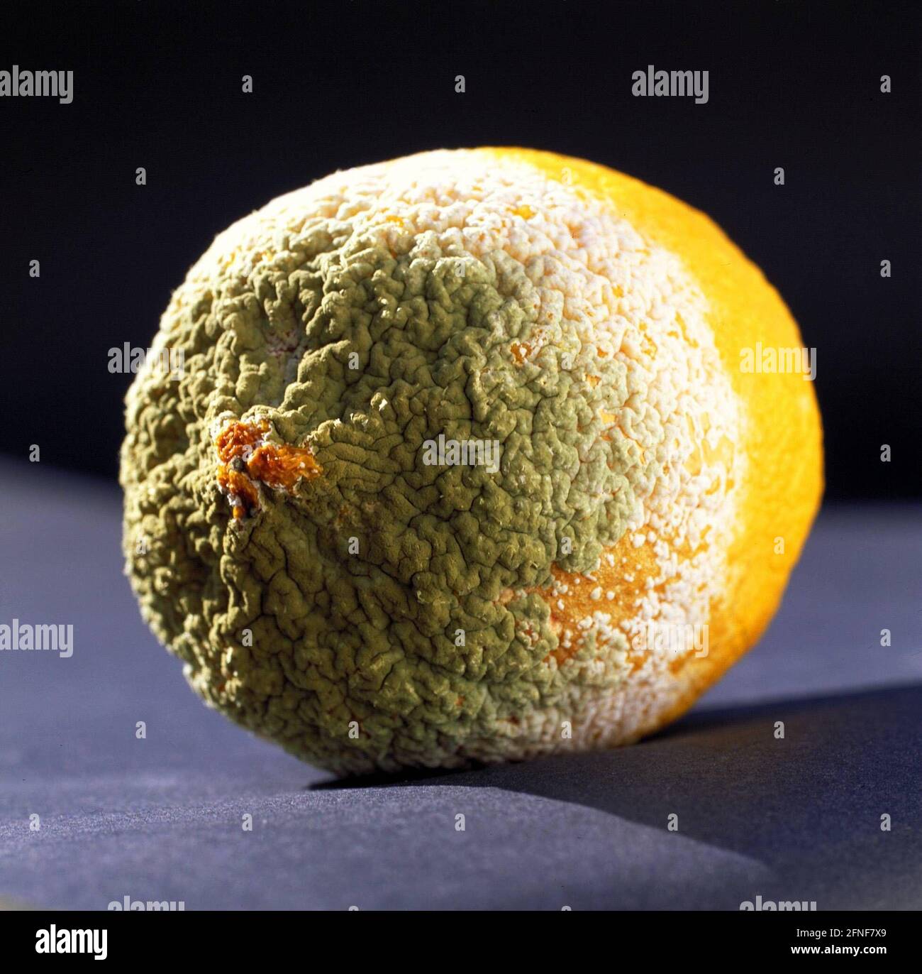 Cause mold hi-res stock photography and images - Alamy