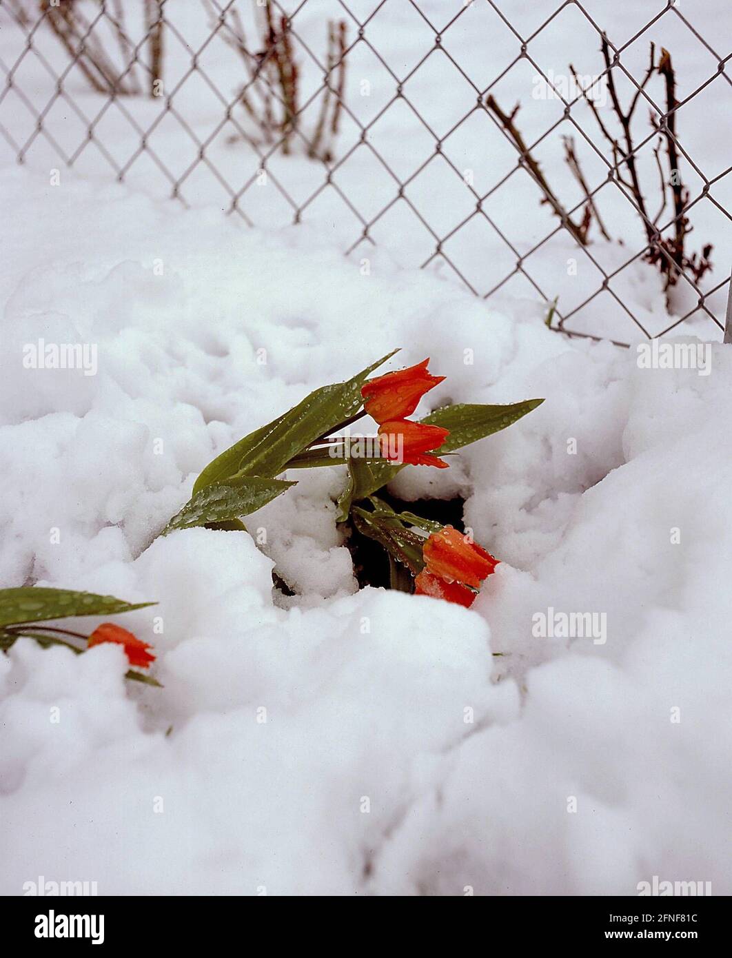 Spring tulips in the snow hi-res stock photography and images - Alamy