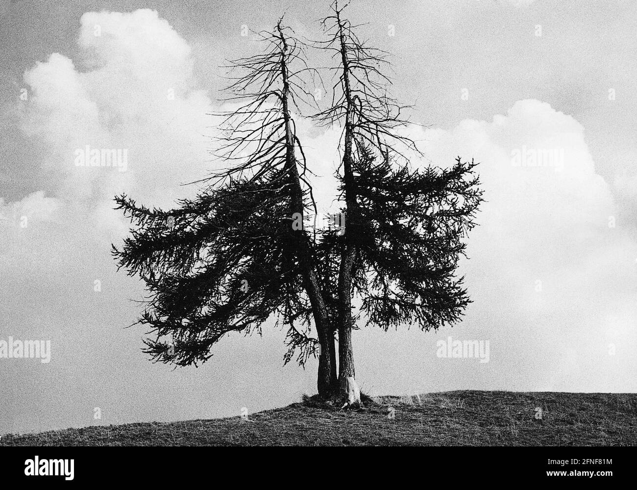Coniferous tree with dead top. [automated translation] Stock Photo - Alamy