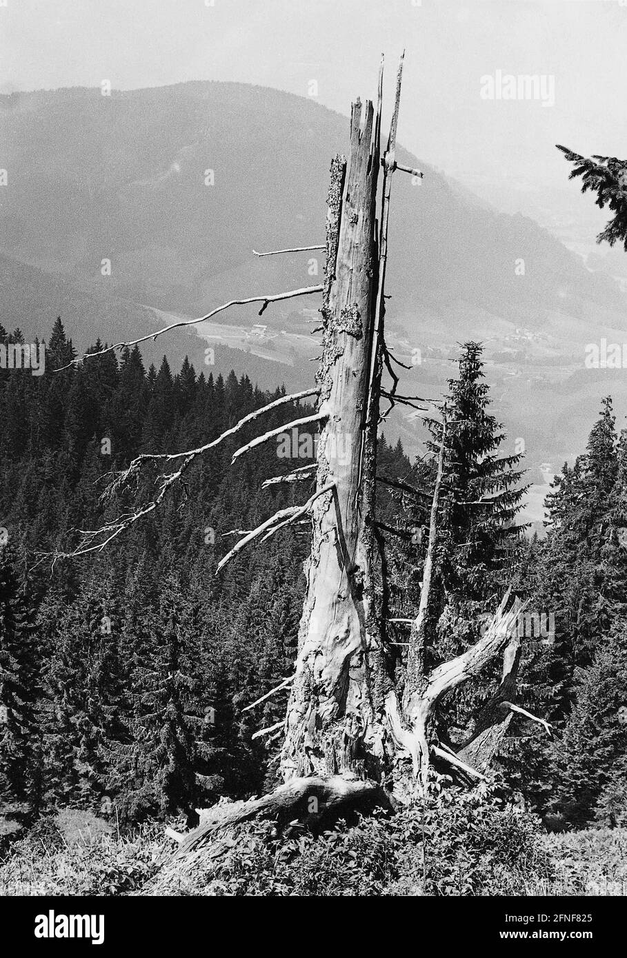 Dead conifer tree Black and White Stock Photos & Images - Alamy