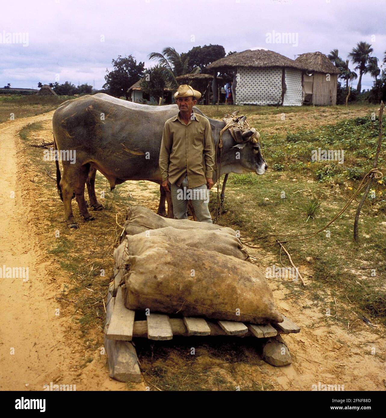 Two oxen serve as draft animals for a farmer in western Cuba ...
