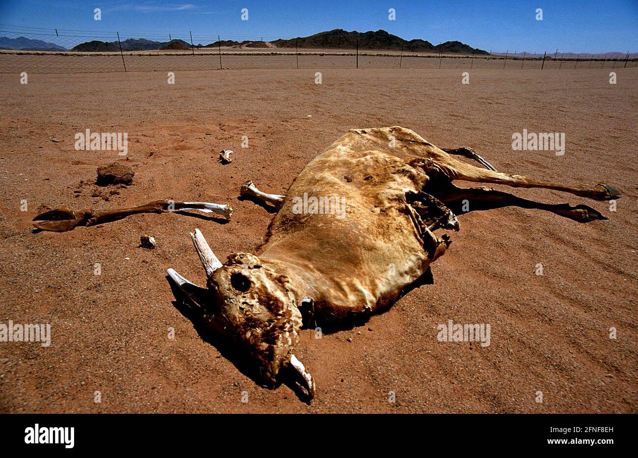 Carcass of an antelope in the Namib-Naukluft National Park. [automated ...