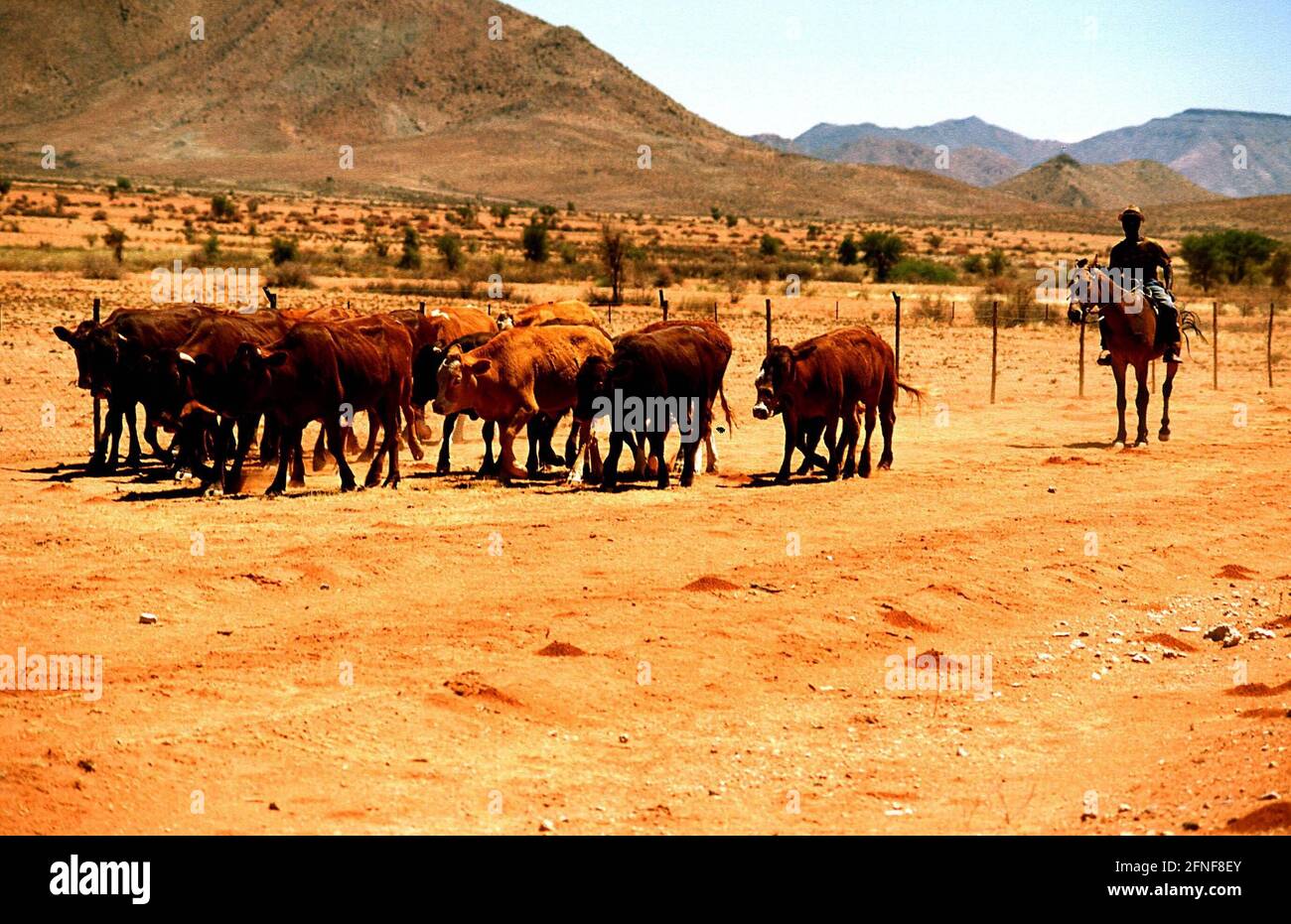 A Namibian cowboy drives a herd of cattle through the Namib desert ...