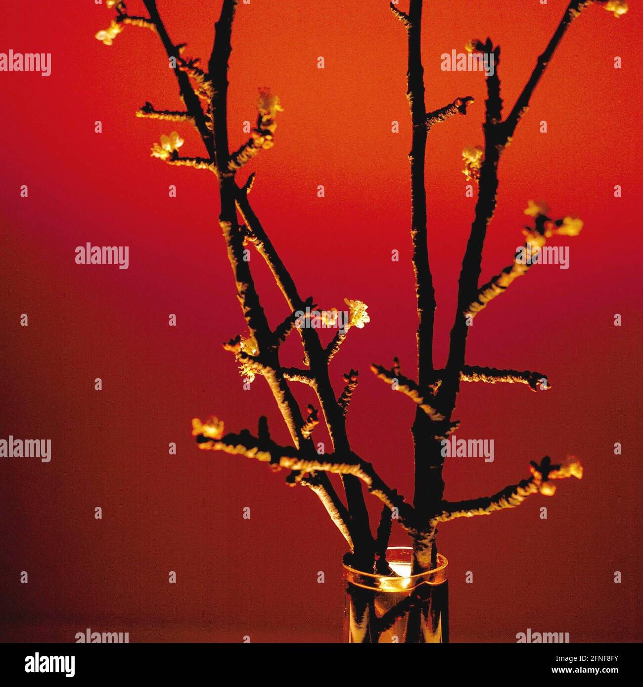 Customs at Christmas: On 04 December, the day of St. Barbara, the ...