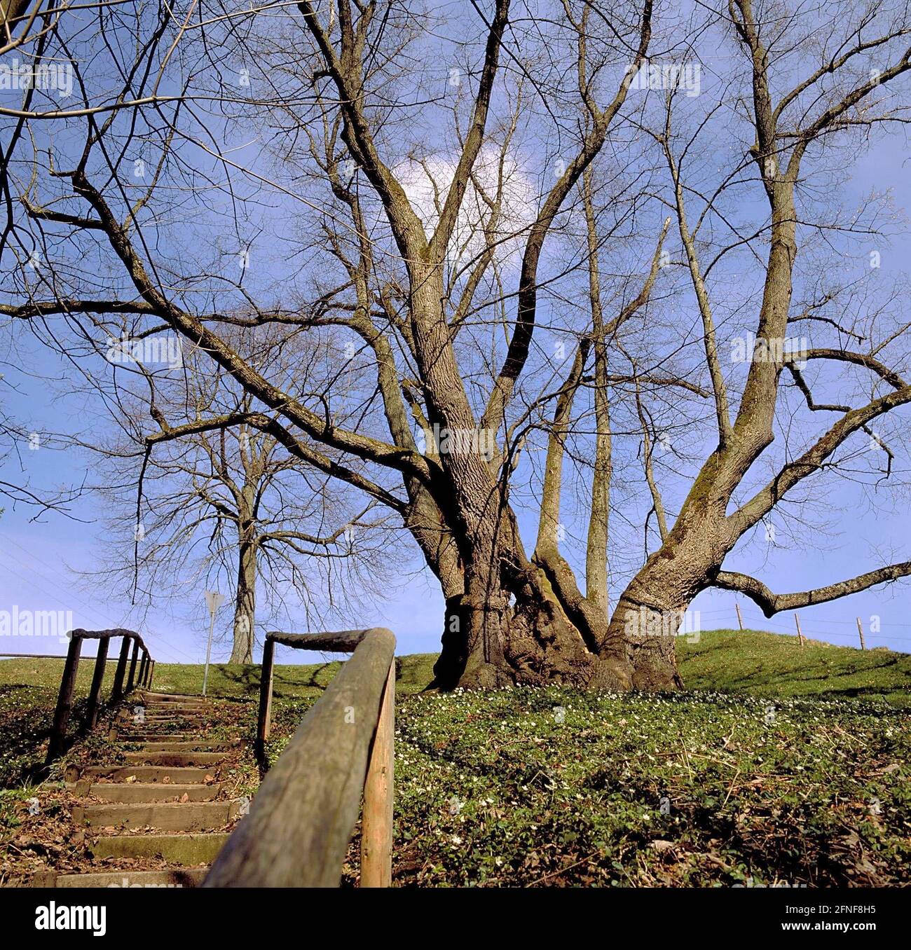 Tree of the year 1991, the lime tree. Here the Tassilo lime tree in ...