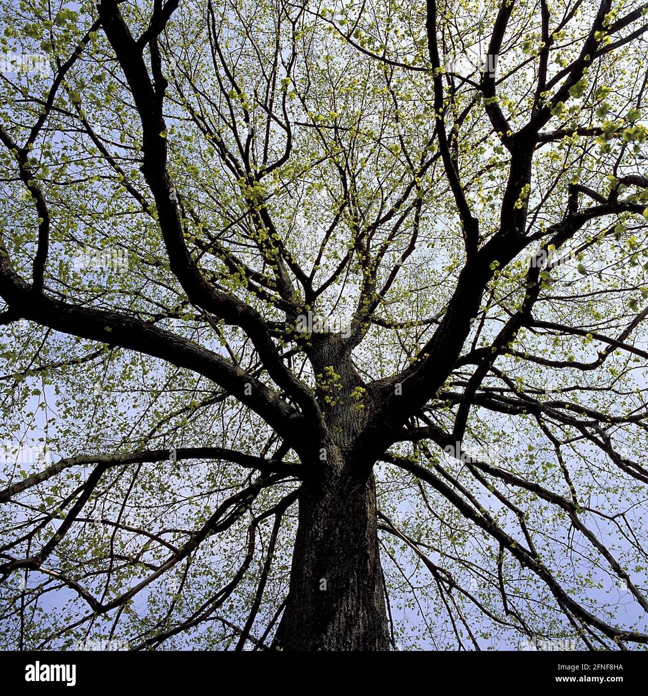 The lime tree was chosen as tree of the year in 1991. [automated ...