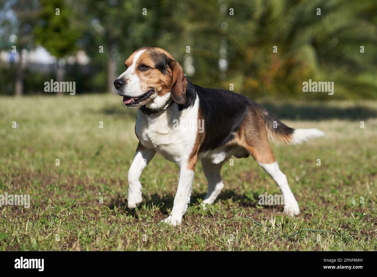 Butch the dog hi-res stock photography and images - Alamy