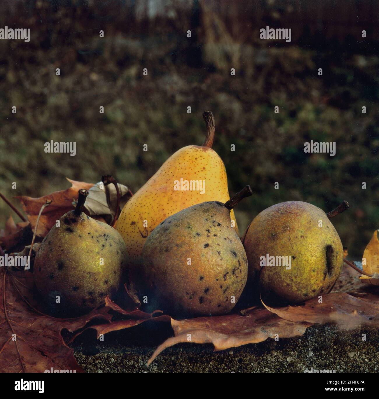 Tree of the Year 1998: The wild pear, also known as the wood pear ...