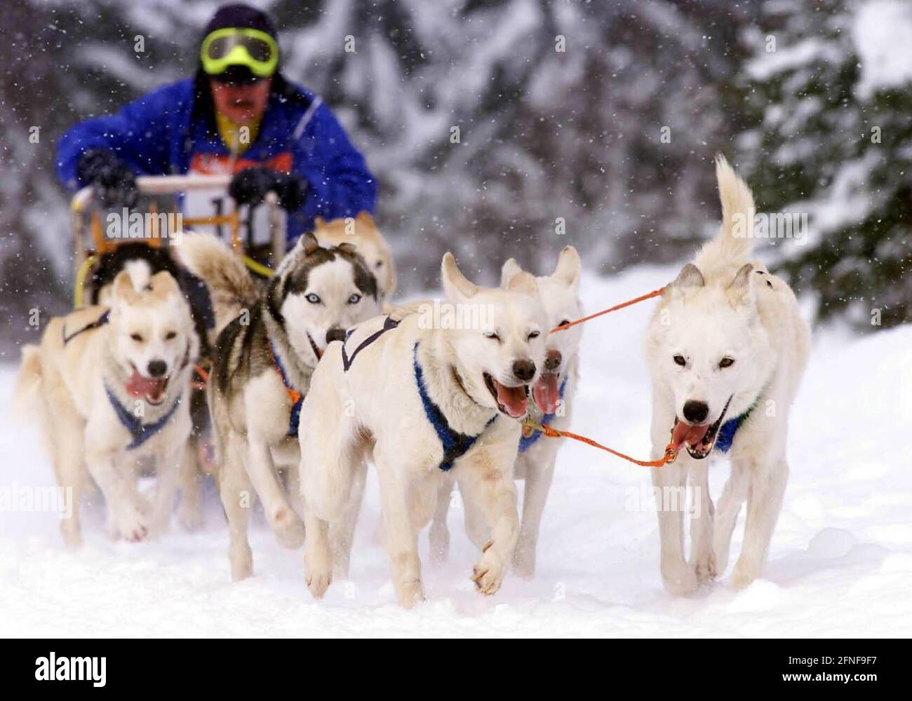 Huskies pull a sled through the snowy Black Forest in a dog sled race ...