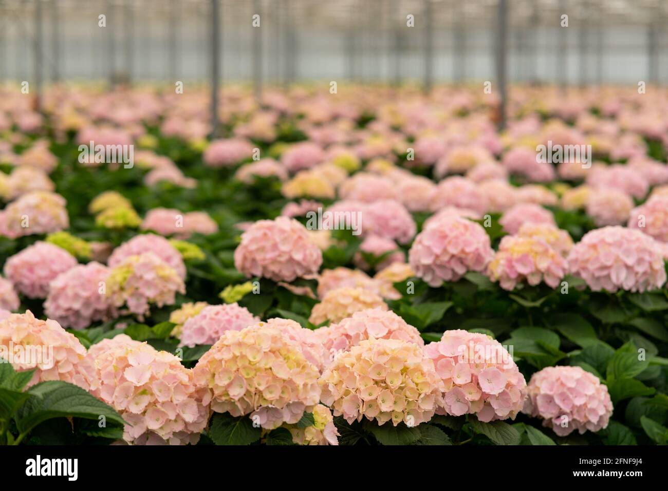 Selective focus of pink Hydrangeas flowers blooming in a greenhouse Stock Photo - Alamy