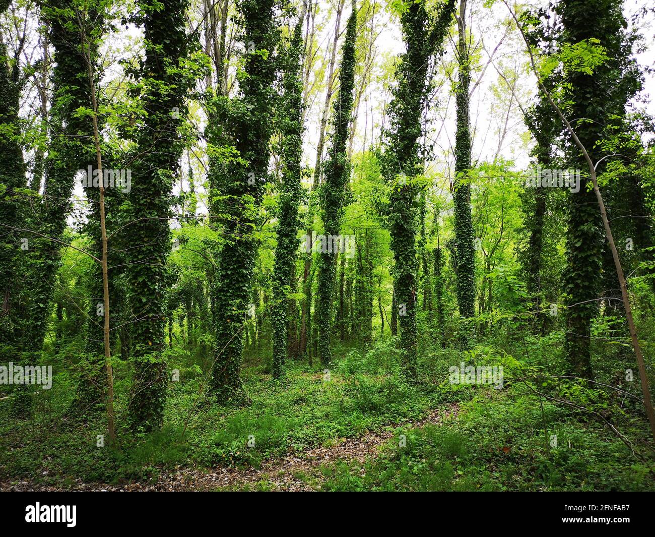 Natural view of green crawling plants covering trees in the forest of ...