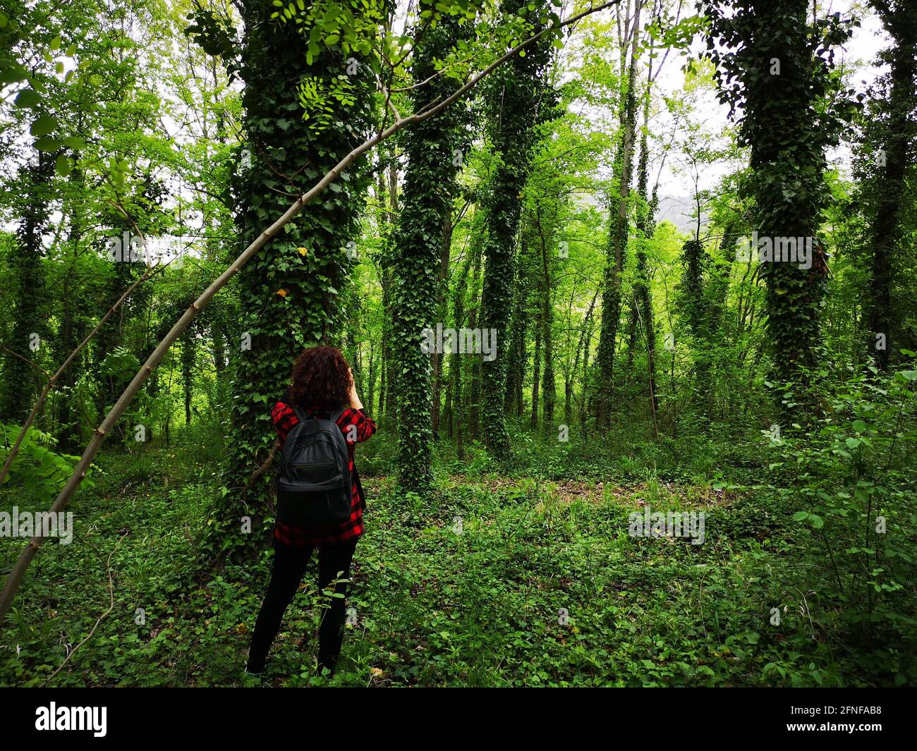 Rear view of a woman taking picture of trees covered with crawling ...