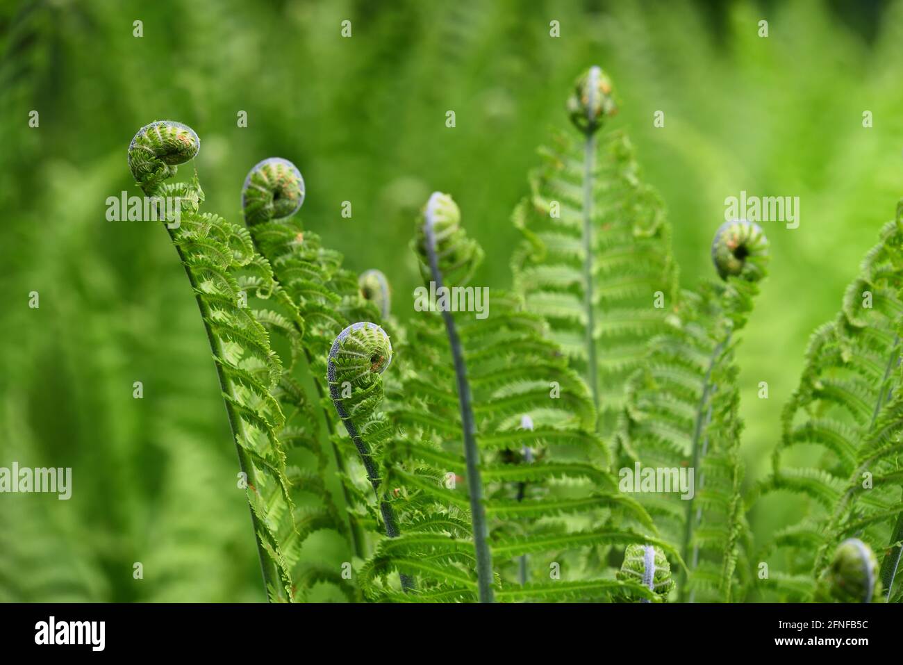 Green young fern grows in nature in spring against a green background ...