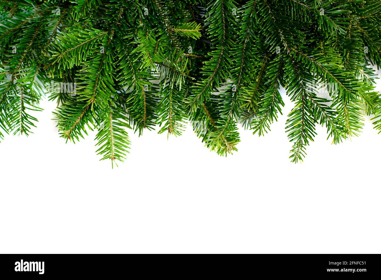 Top view of green fir tree spruce branch with needles isolated on white background . Pine branch ...