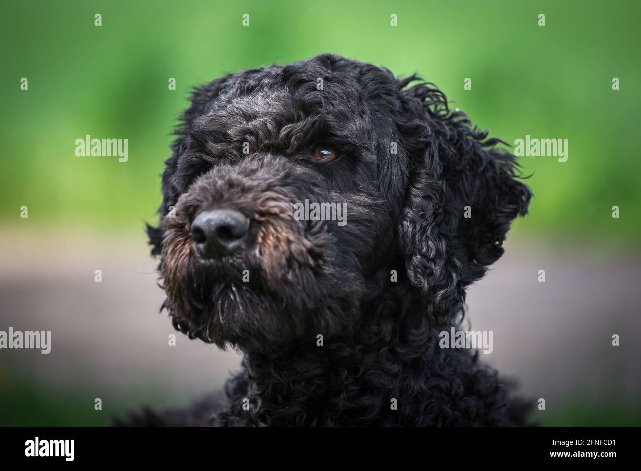 Portrait barbet hi-res stock photography and images - Alamy