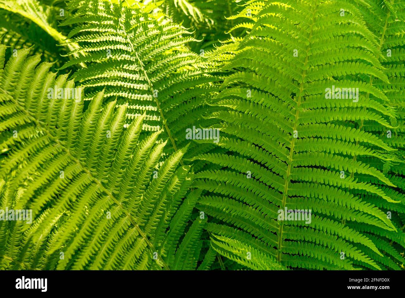 Great green bush of fern in the forest, front view Stock Photo - Alamy