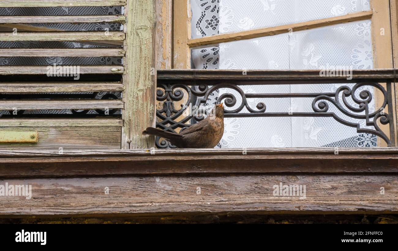Blackbird on the window ledge Stock Photo - Alamy