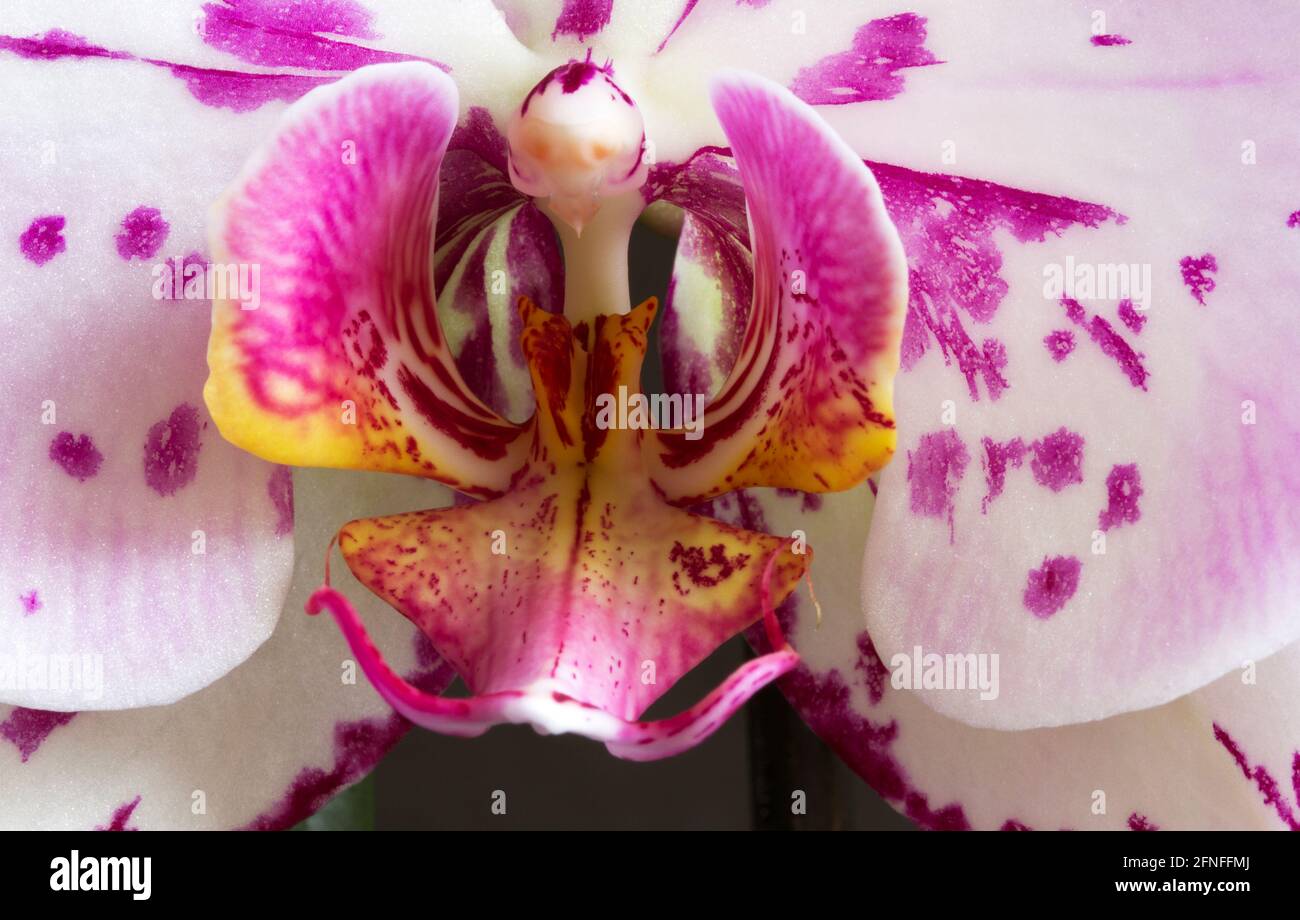 The structure of an orchid flower that has evolved to make pollination ...