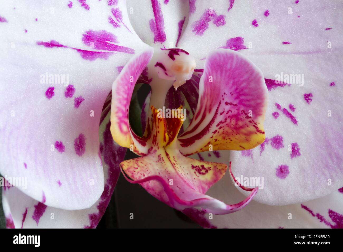 The structure of an orchid flower that has evolved to make pollination ...