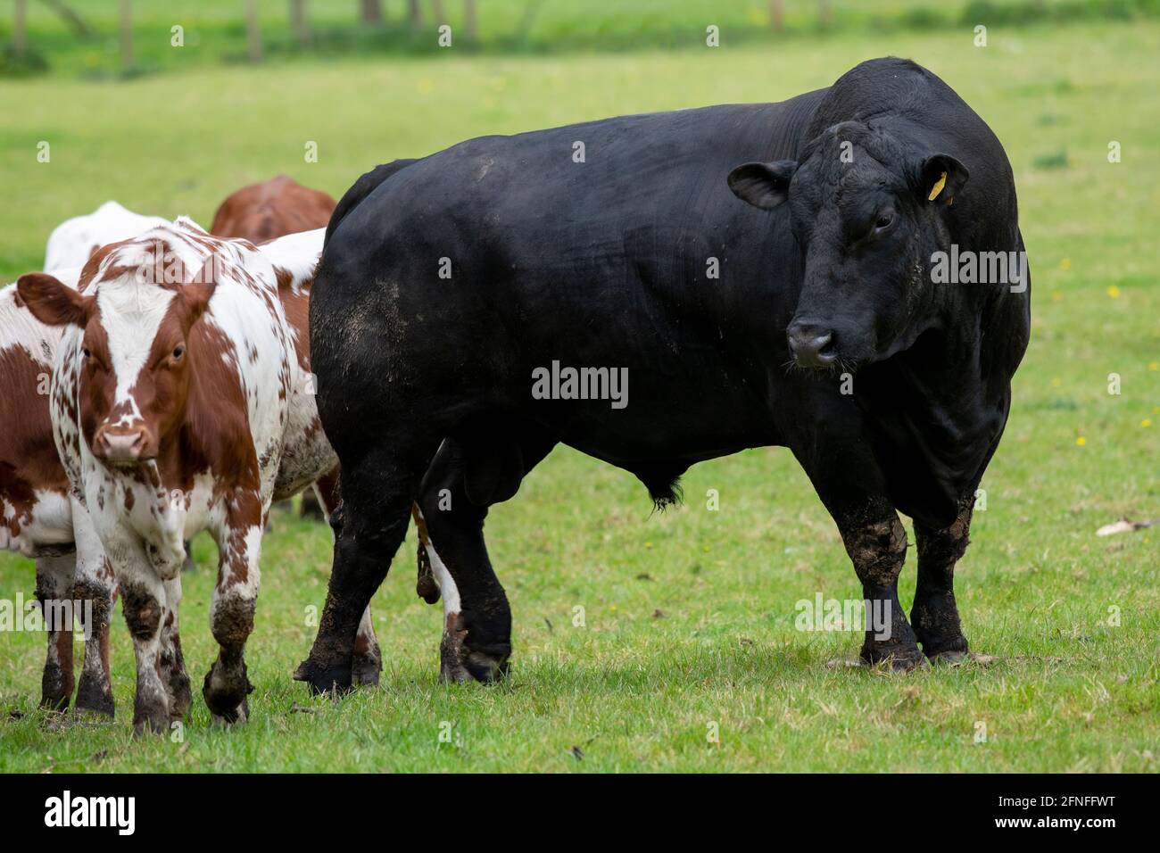 Twice the size: An Aberdeen Angus Beef Bull alongside an Ayreshire cow ...