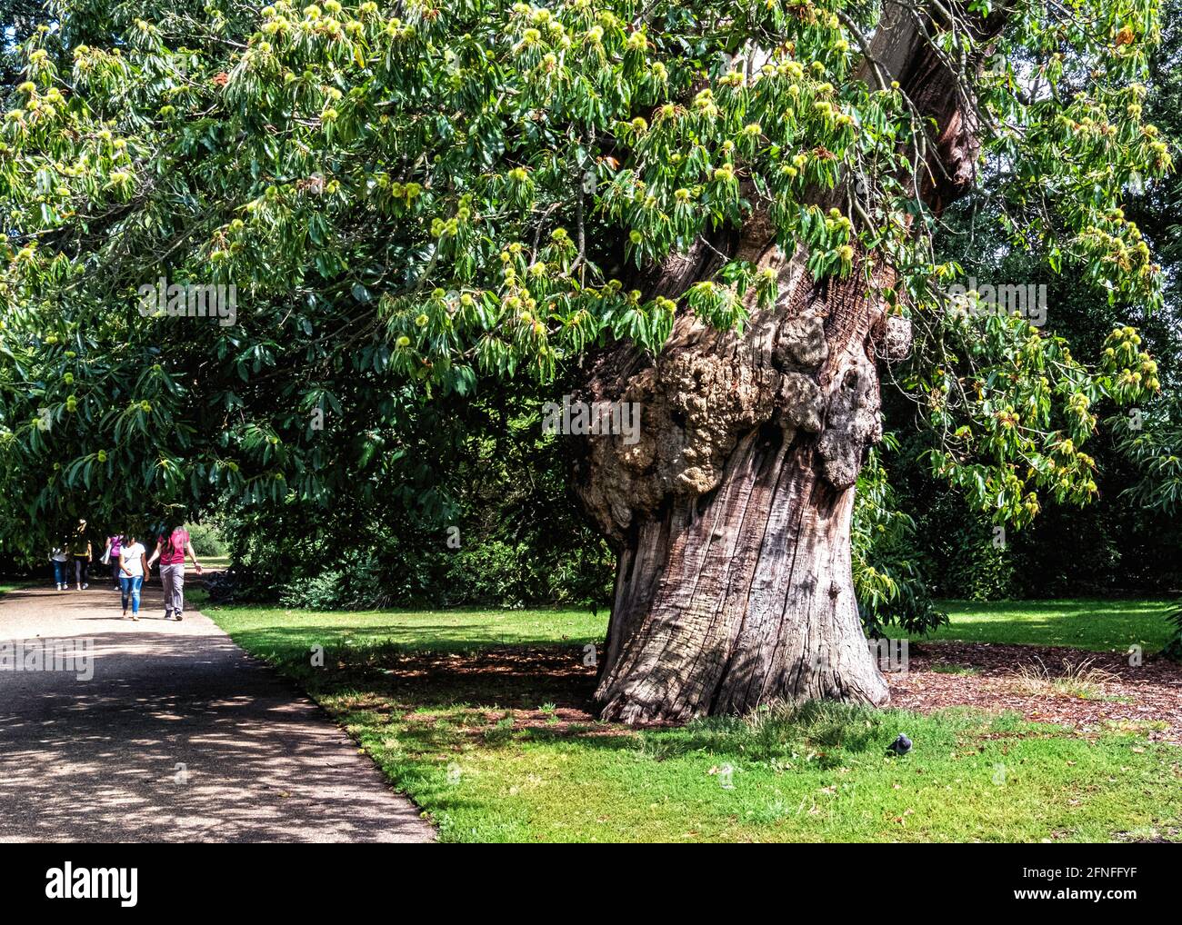 Ancient chestnut tree (Castanea sativa in Greenwich Park,Royal Borough ...
