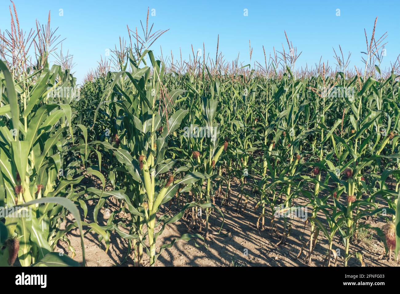 Beautiful green corn plantation on a nature background Stock Photo - Alamy